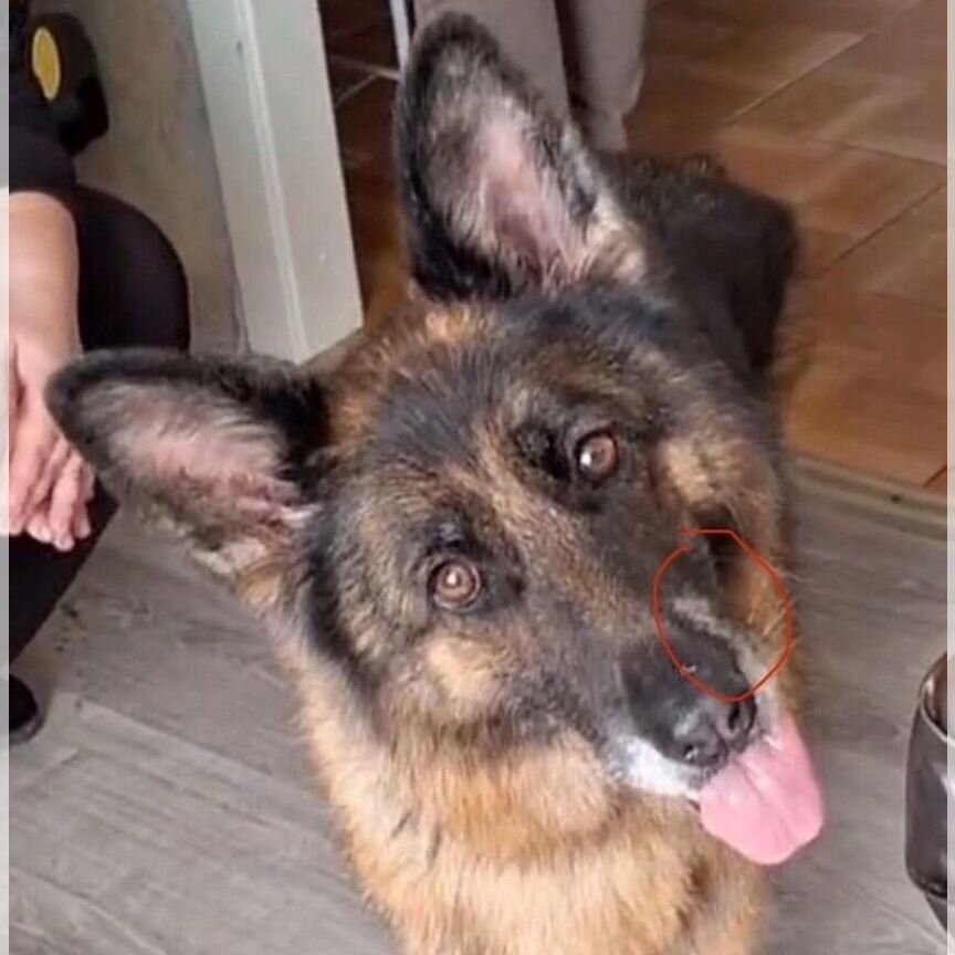 Немецкая овчарка