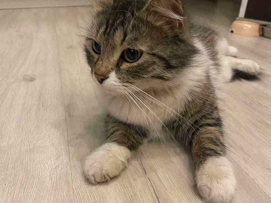 Найдена кошка