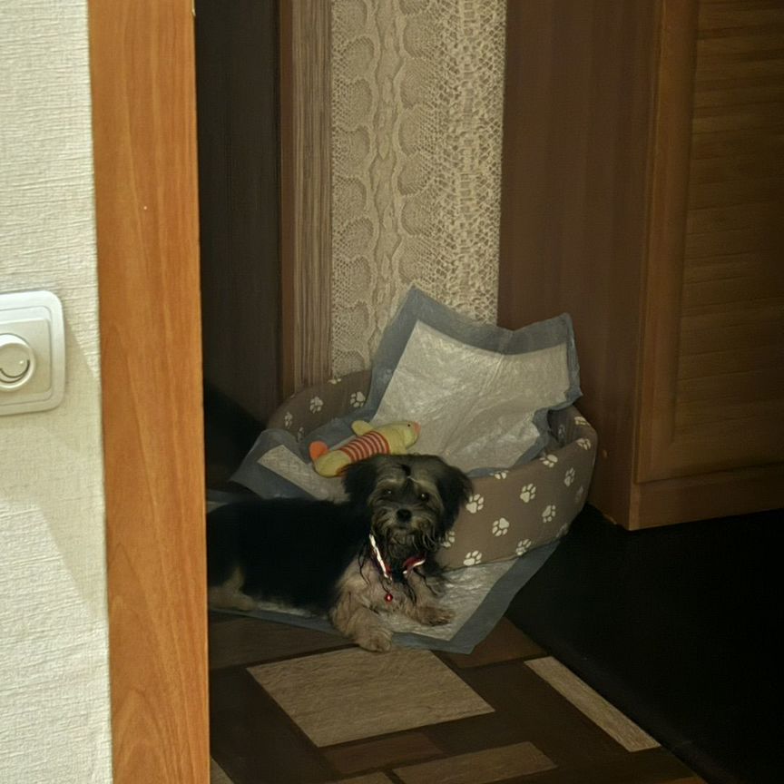 Щенок девока