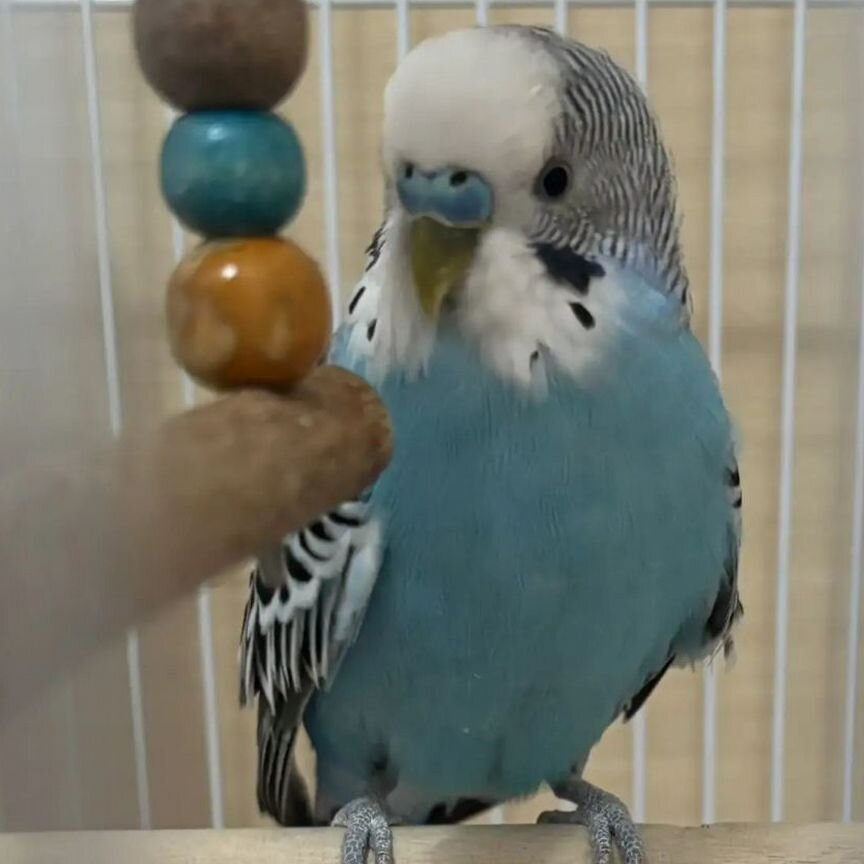 Волнистый попугай. Самец