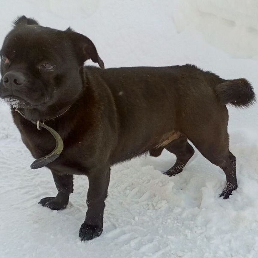 Взрослый пёс в добрые руки