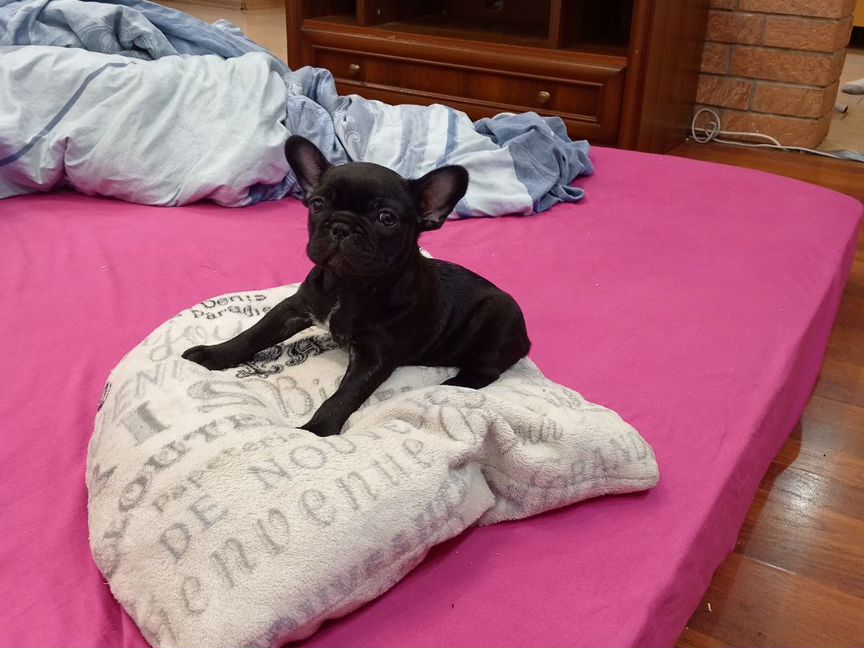 Щенок французского бульдога