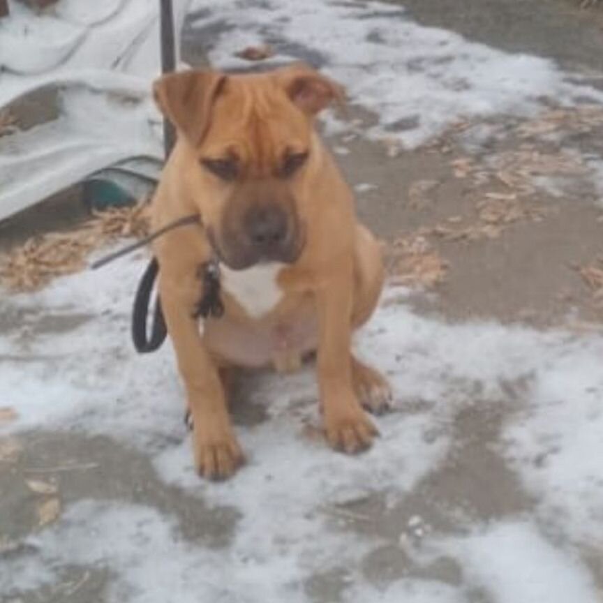 Кабель, собака