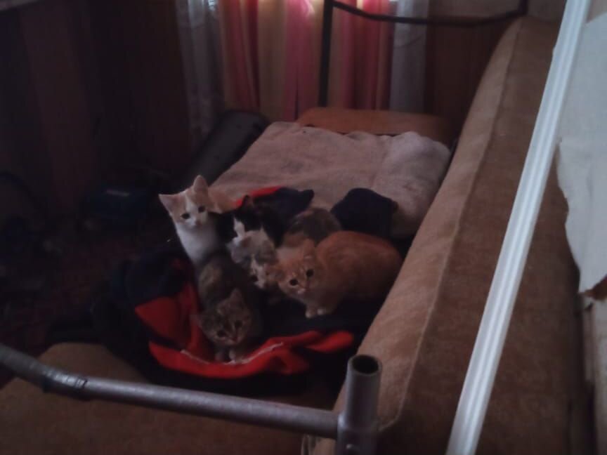 Котята в добрые руки