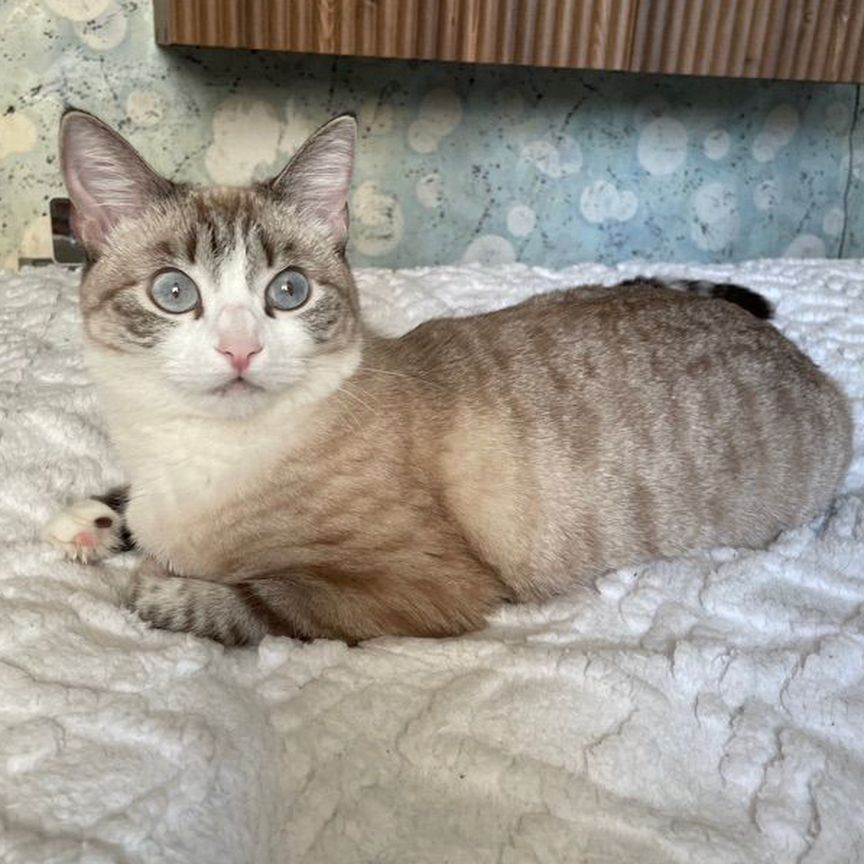 Взрослая, кошка в добрые руки