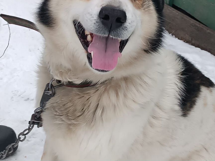 Отдам бесплатно собаку хаски