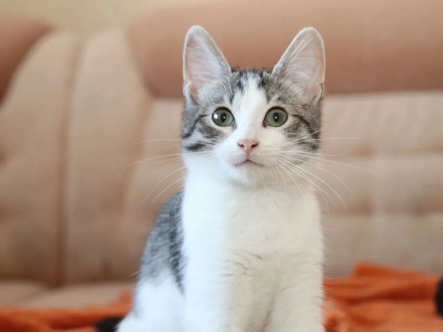 Котёнок ищет дом