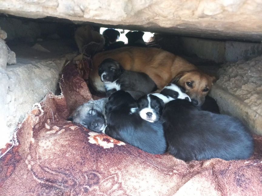 Собака в добрые руки отдам бесплатно щенки