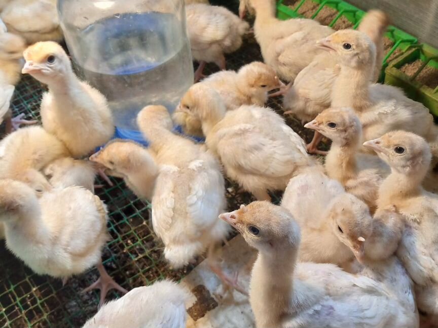 Цыплята индейки