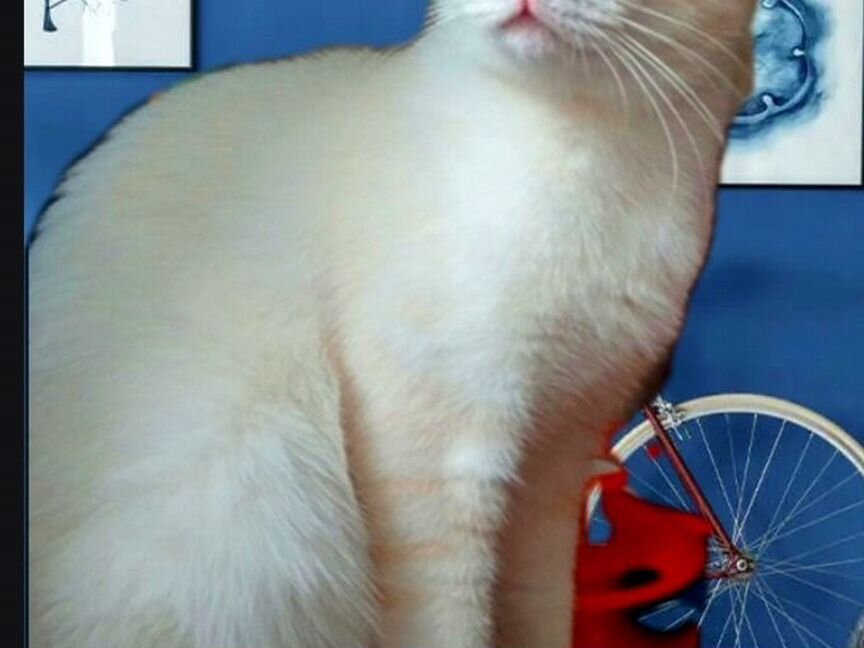 Молодой котик