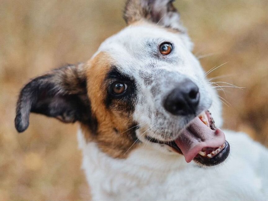 Собака праздник Лолита. Приют Некрасовка. В дар