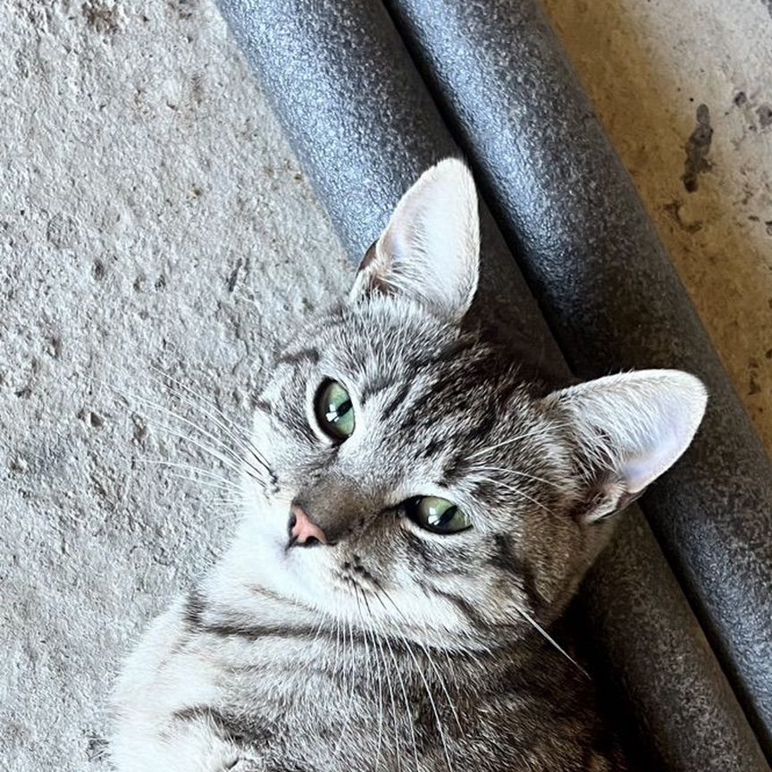 Котенок в дрбрые руки