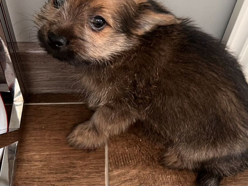 Маленькая собака щенок