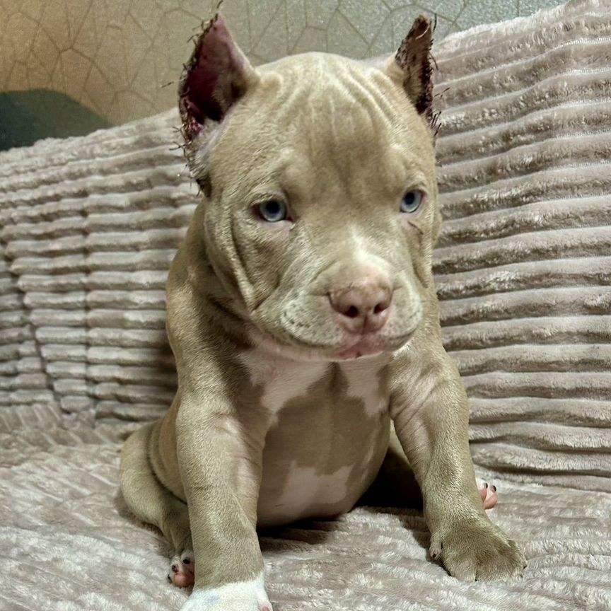 Щенки Американский булли