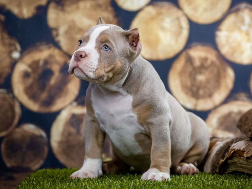 Мальчик Американский Булли