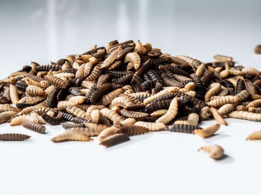 Личинки черной львинки для стабилизации яйценоса