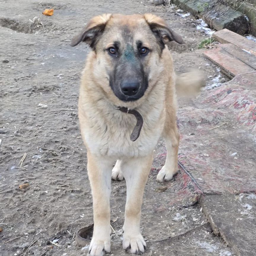 Щенок в добрые руки