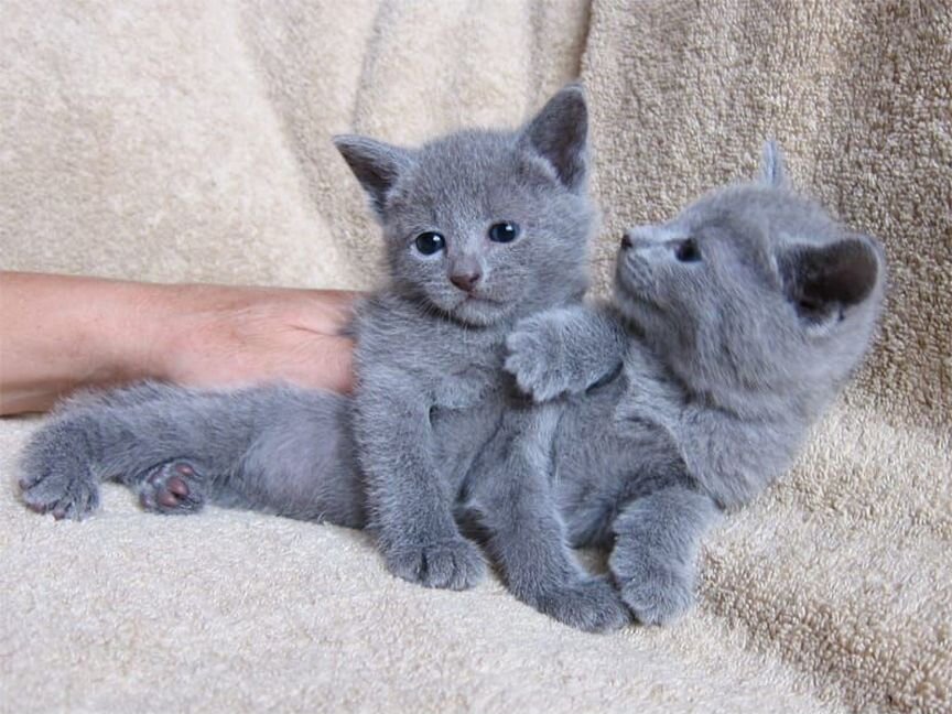 Котята русская голубая