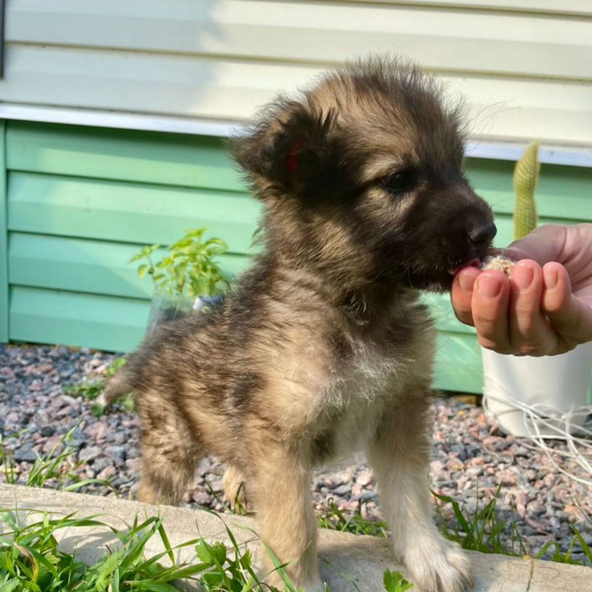 Красотулька Морион/ щенок в добрые руки