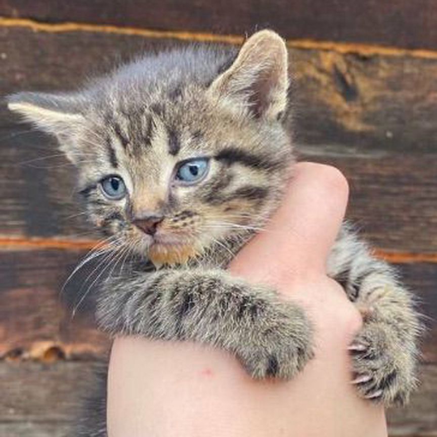 Отдам в хорошие руки котят