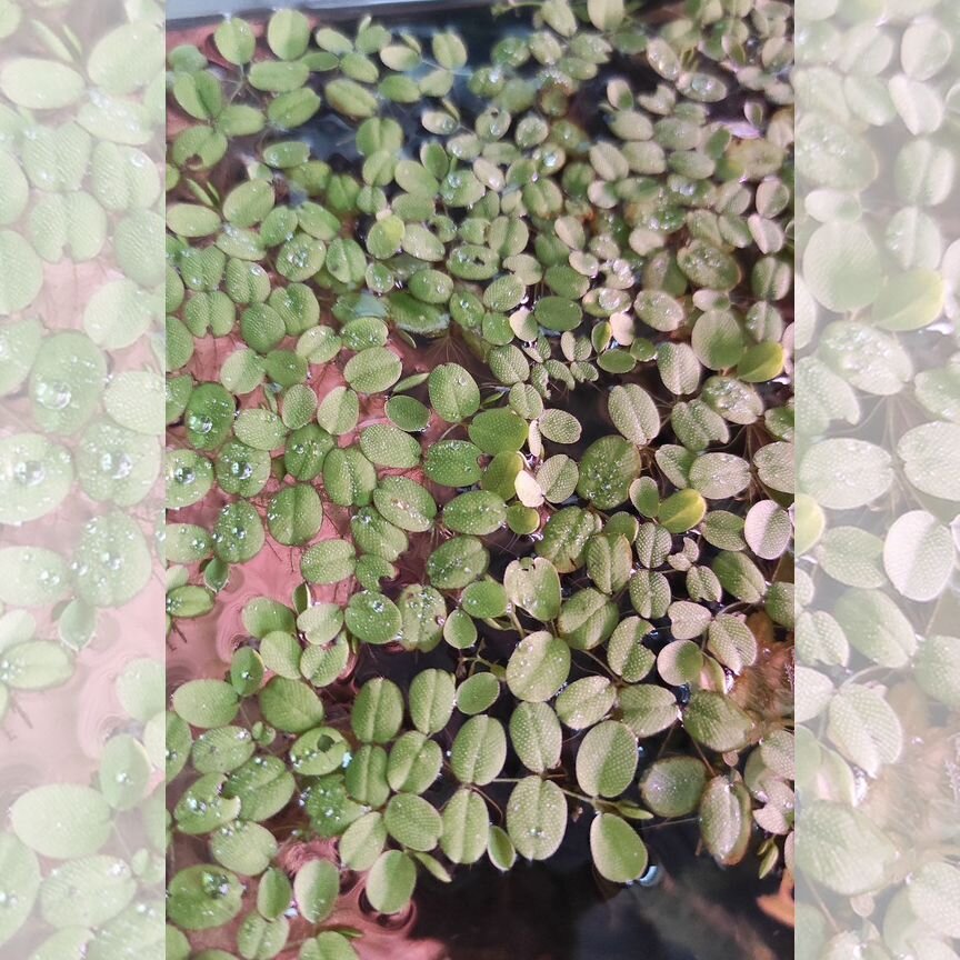 Сальвиния плавающая(Salvinia natans)