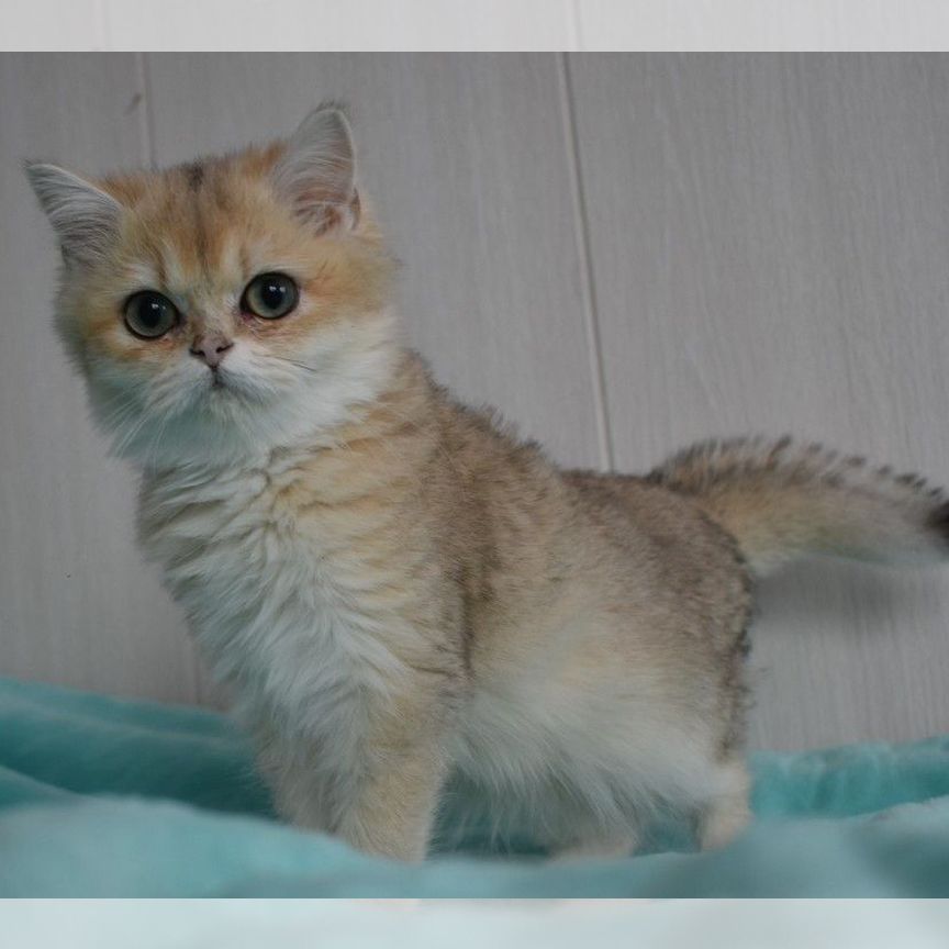 Британская золотая шиншилла