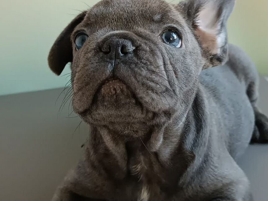 Французский бульдог щенки