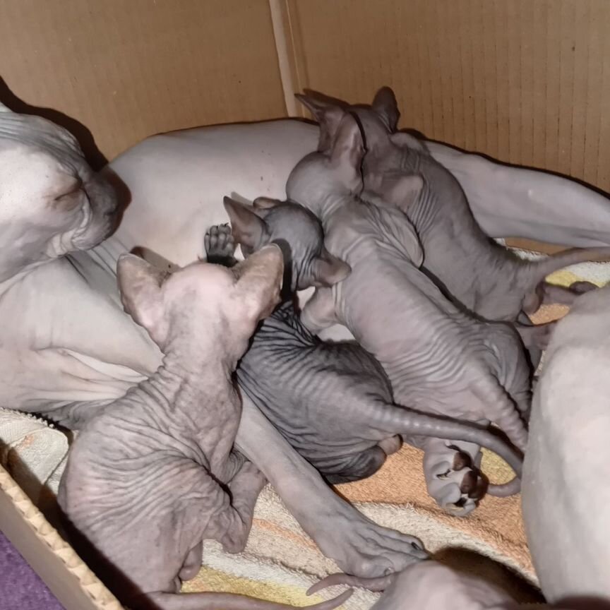 Котята Сфинкс