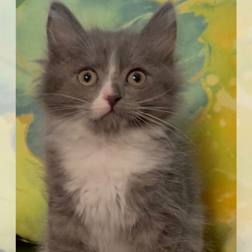 Сибирский котёнок