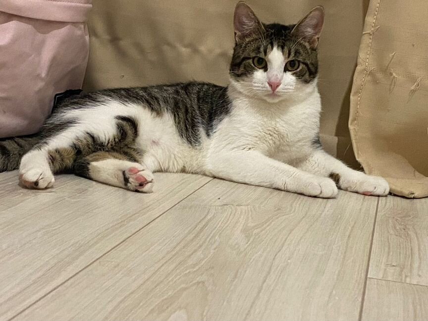 Котенок бесплатно в добрые руки