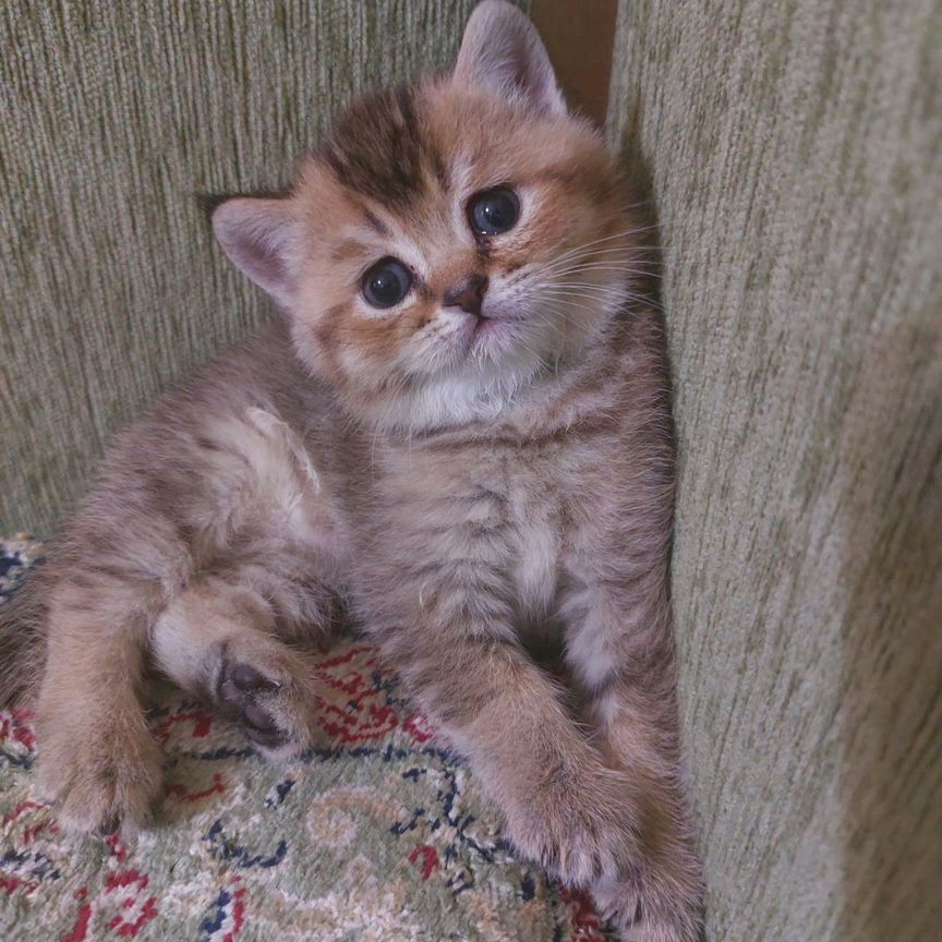 Шотландские котята