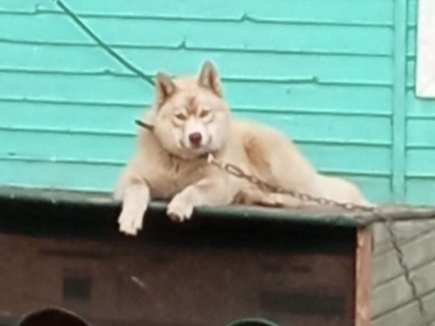 Хаски подросток