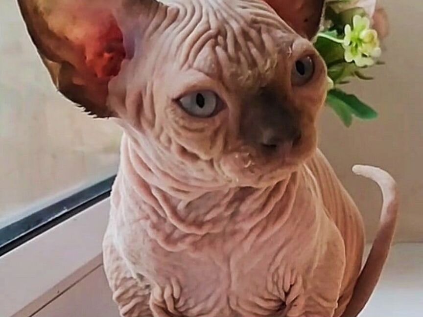 Канадский сфинкс Jewellery мальчик