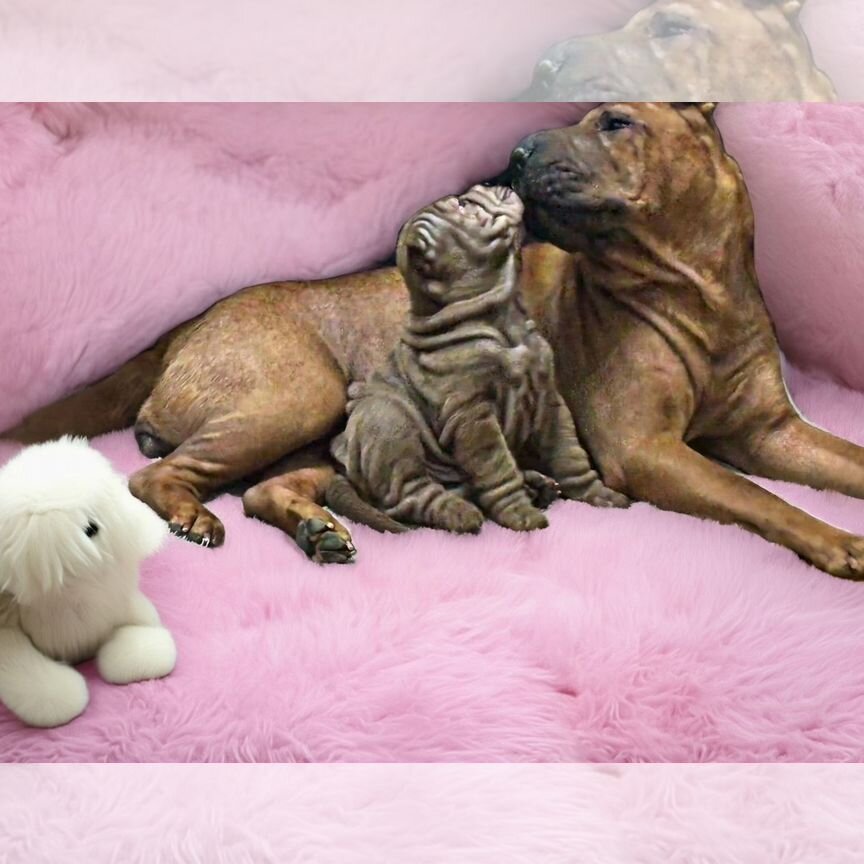 Шарпей, щенок