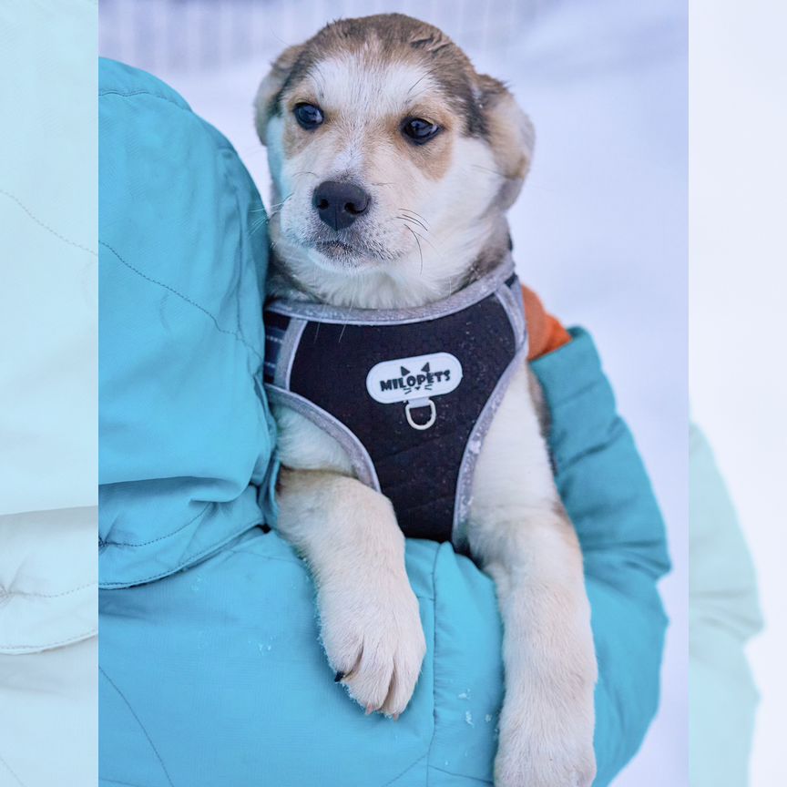 Щенок в добрые руки