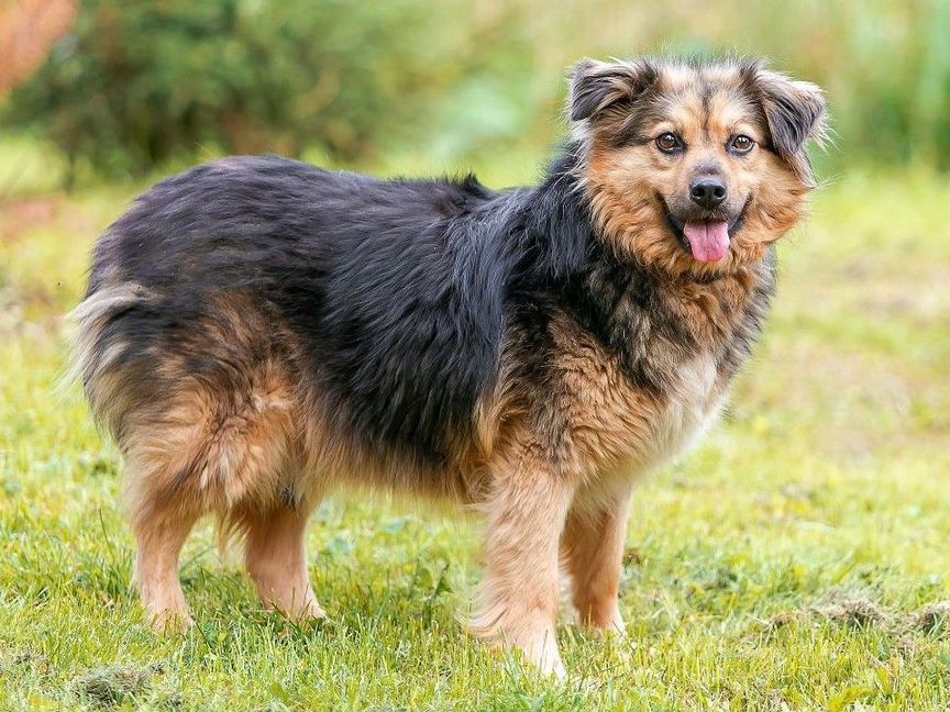 Собака в добрые руки