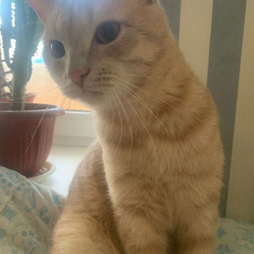 Пряника предали