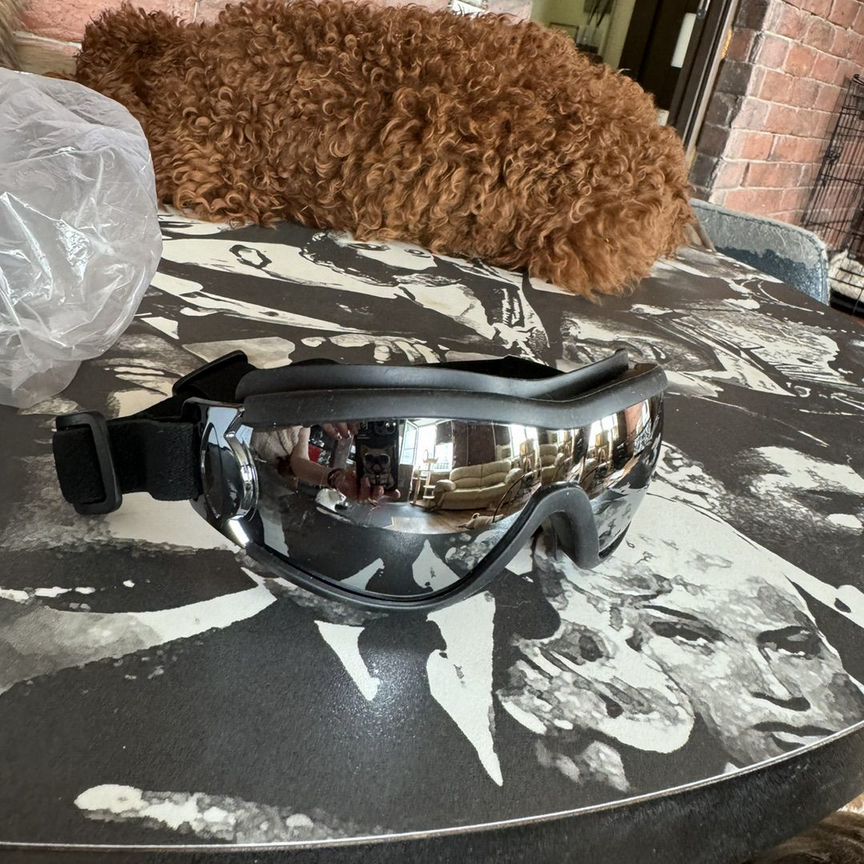 Очки для собак