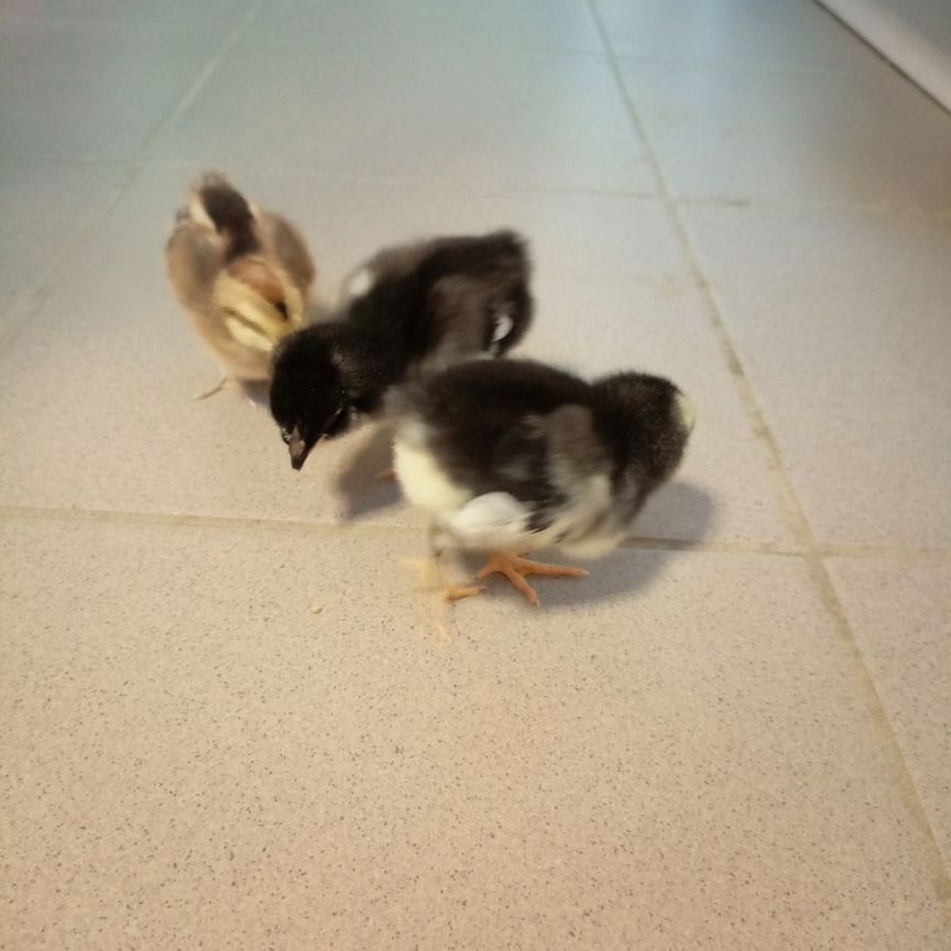 Цыплята недельные 3шт