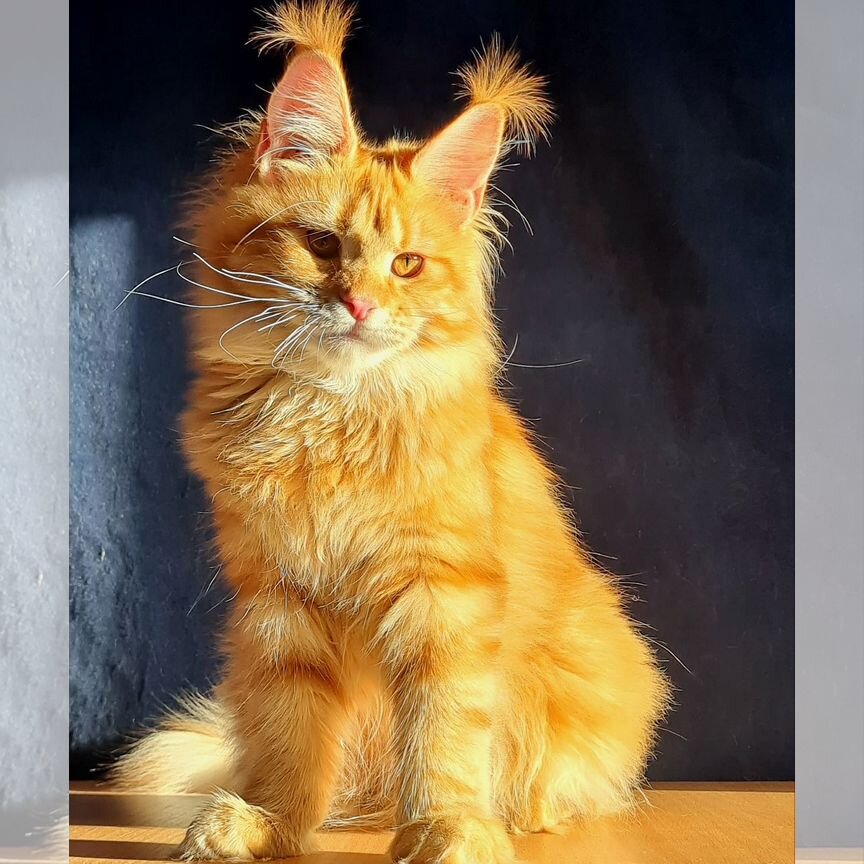 Мейн-кун котёнок