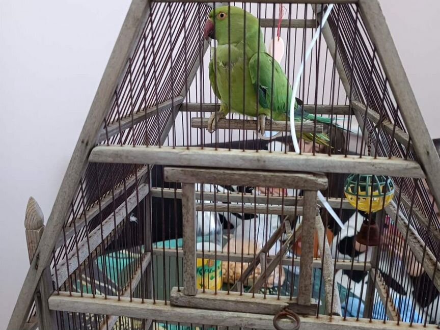 Ожереловый попугай самка