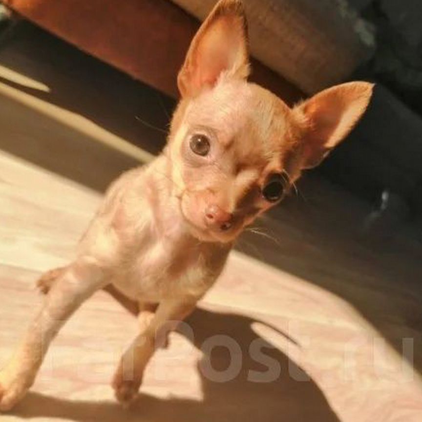 Русский той-терьер, щенок