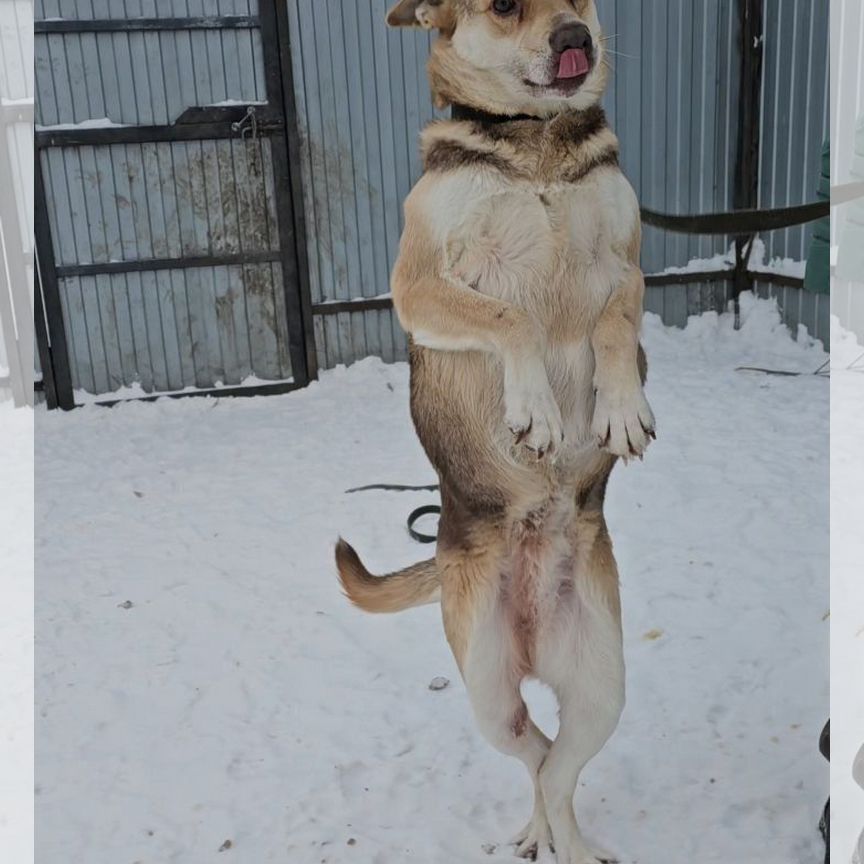 Взрослая собака в добрые руки