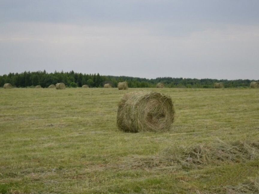 Сено луговое в рулонах