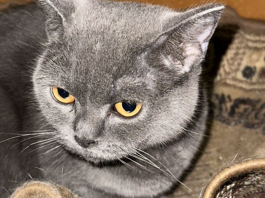 Британская кошка