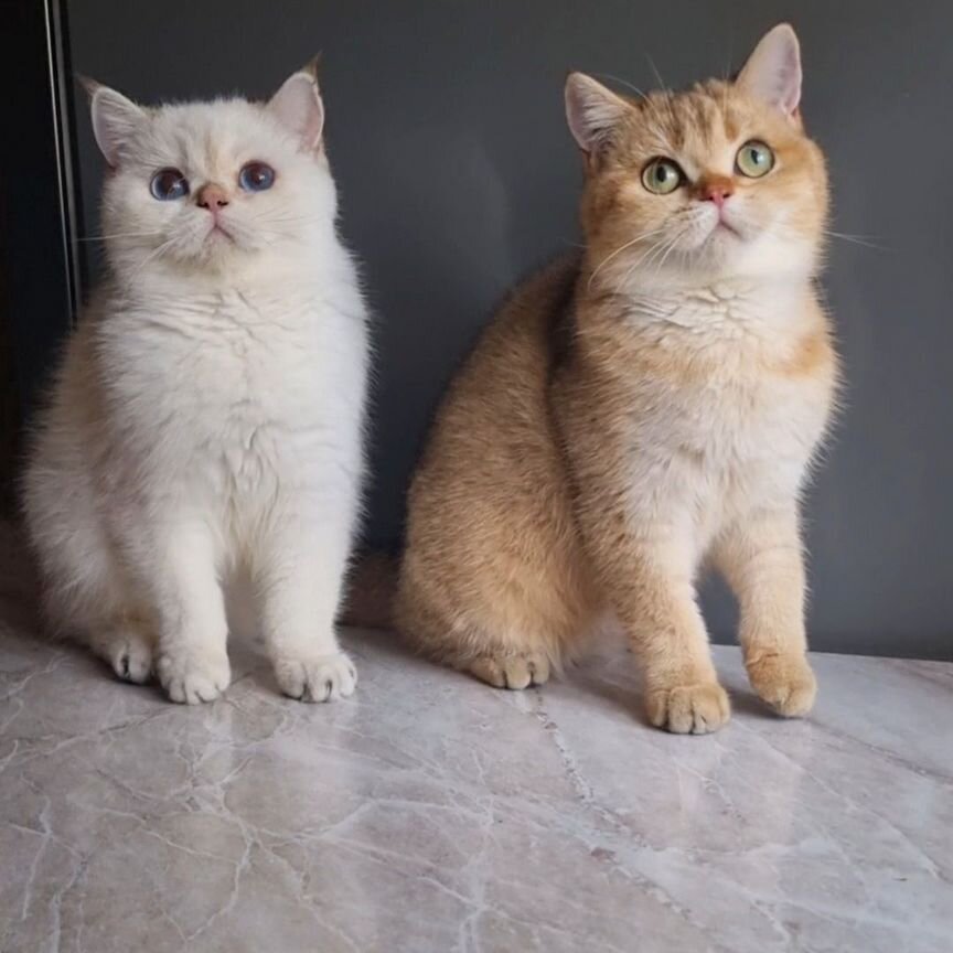 Золотые шиншиллы