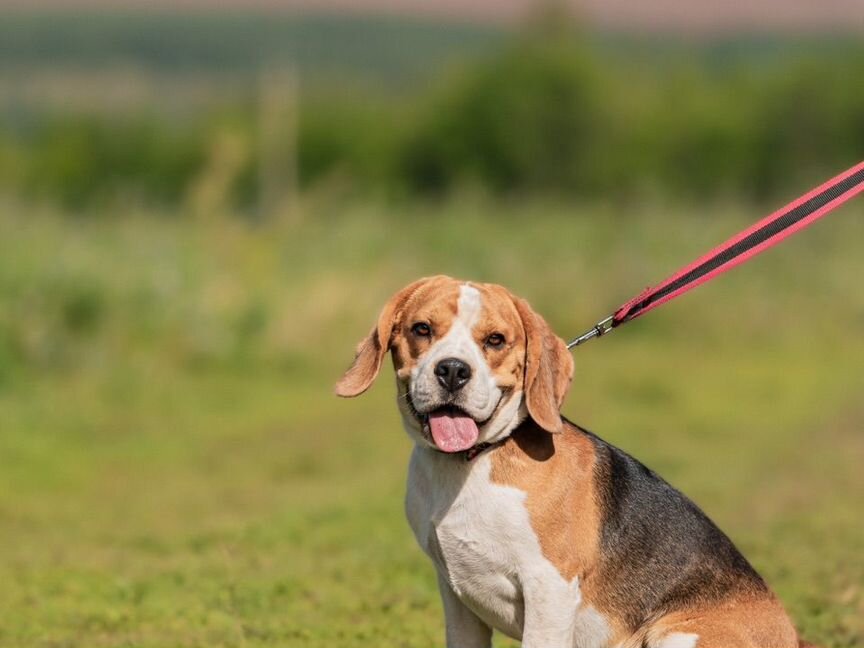 Бигль ищет дом