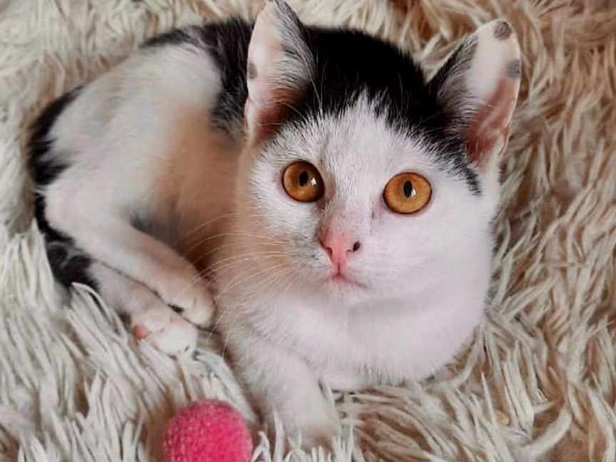 Котёнок в добрые руки