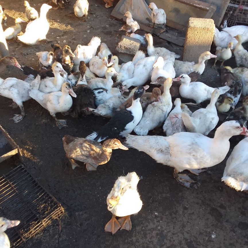 Мускусные утки