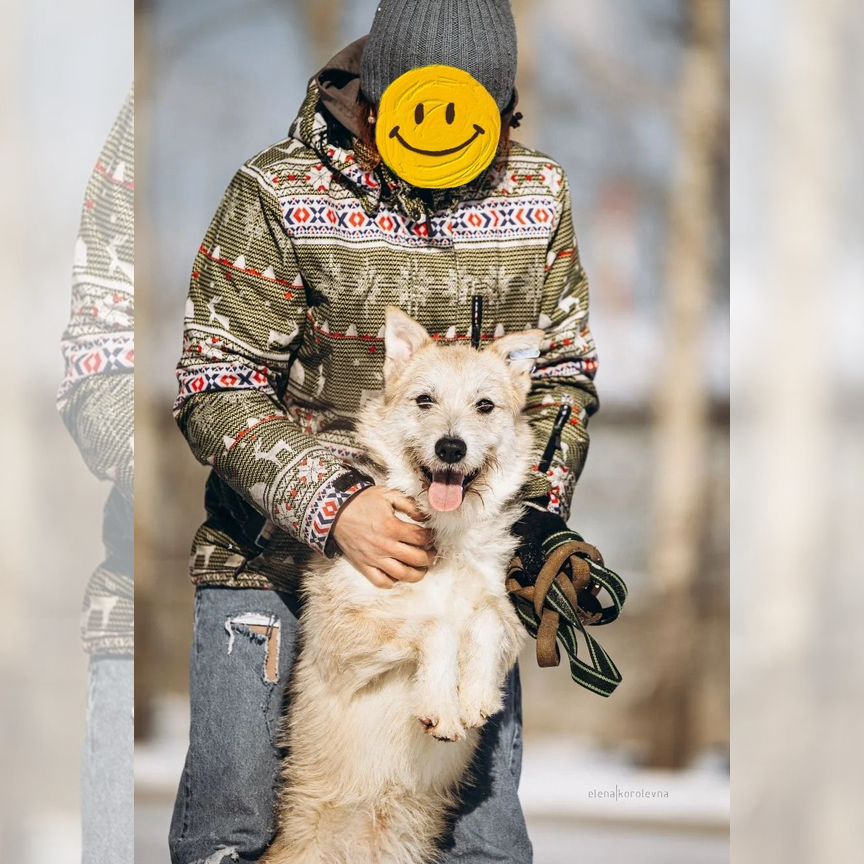 Взрослая собака в добрые руки